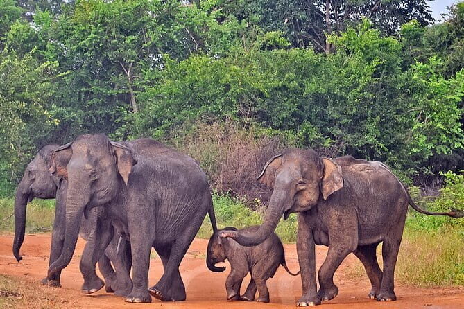 03 Day Explore Sri Lanka - Final Thoughts: Is This Tour Right for You?