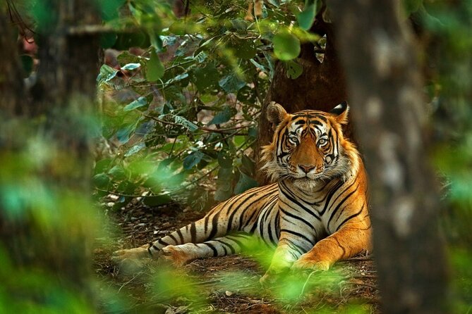 03 Days Private Wildlife Ranthambore Tiger Tour from Jaipur - The Authentic Experience: Wildlife & Comfort