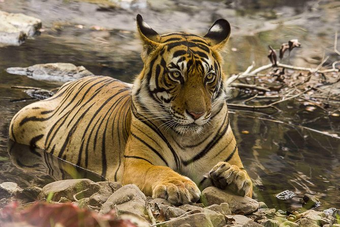 03 Days Private Wildlife Ranthambore Tiger Tour from Jaipur - Who Should Consider This Tour?