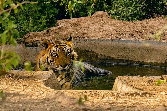 03 Days Private Wildlife Ranthambore Tiger Tour from Jaipur - The Sum Up