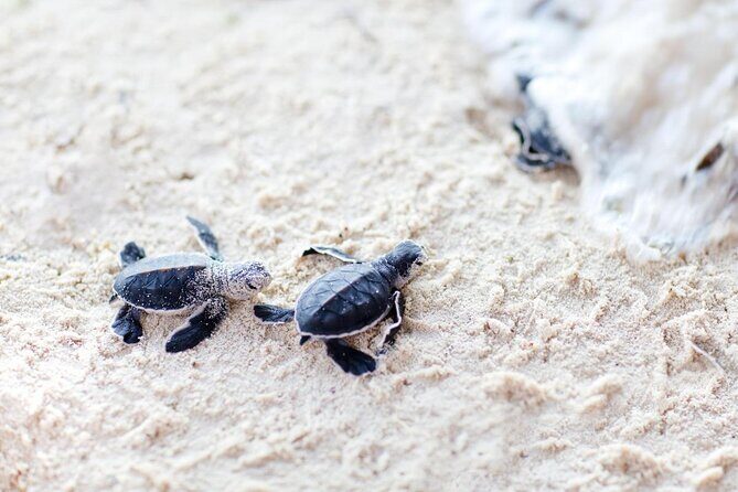 03 Days Sri Lanka Tour - Wild Life Hotspots - Key Points