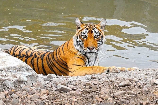05 Days Golden Triangle Tour with Ranthambore Jungle Safari - Potential Downsides and Considerations