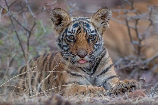 05 Days - Private Luxury Golden Triangle Tour with Ranthambore - Key Points
