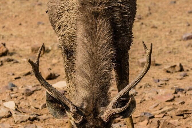 05 Days - Private Luxury Golden Triangle Tour with Ranthambore - Wildlife and Wilderness in Ranthambore