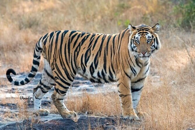 05 Days - Private Luxury Golden Triangle Tour with Ranthambore - The Bottom Line
