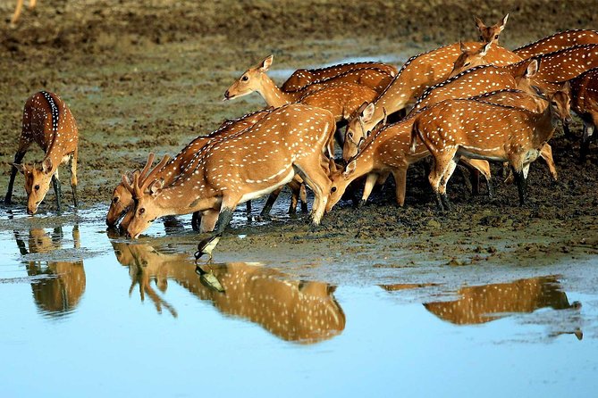 07 Days Highlights of Srilanka - Key Points