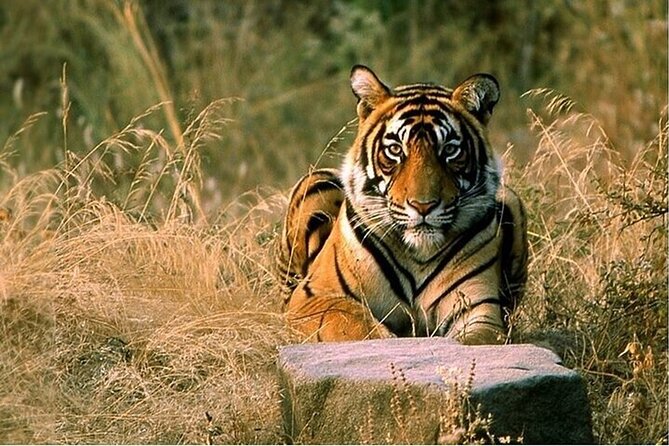 08 Days Golden Triangle Tour with Ranthambore and Jhalana Safari - Key Points