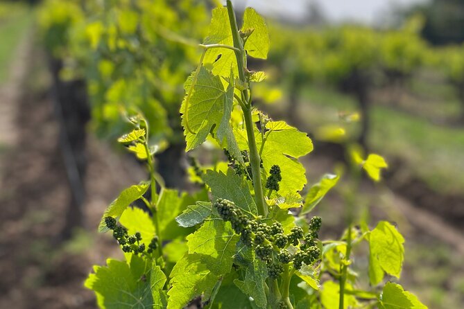 1/2 day, private wine tour, van from Saint Tropez - The Fine Details