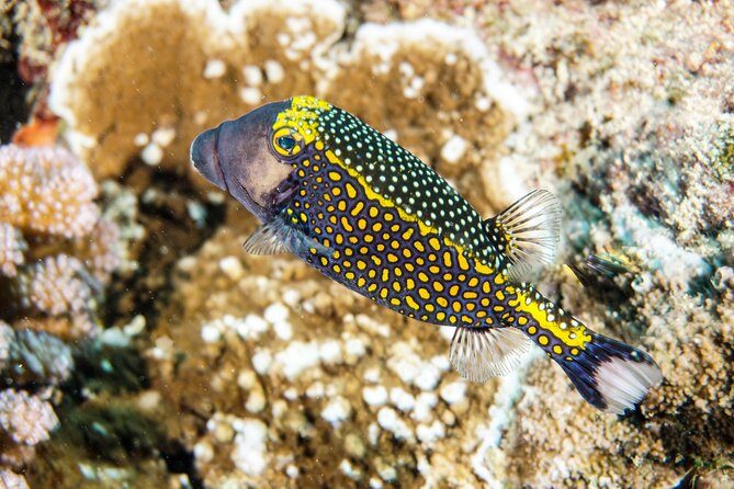 1/2 day Tahaa coral garden - departure Raiatea / ideal for cruise passengers - Key Points