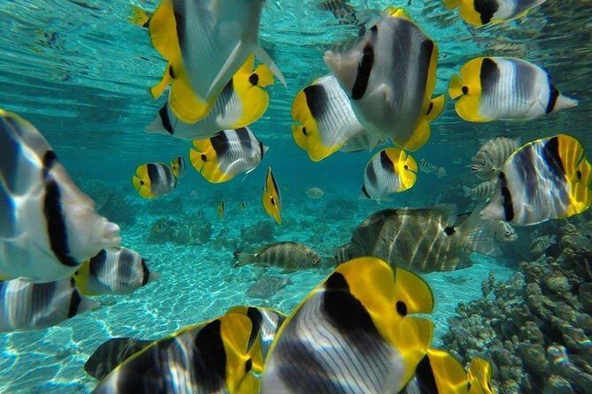1/2 day Tahaa coral garden - departure Raiatea / ideal for cruise passengers - The Experience in a Nutshell