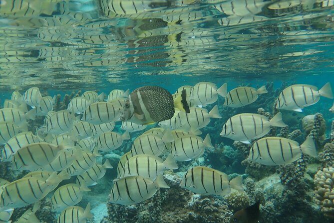 1/2 day Tahaa coral garden - departure Raiatea / ideal for cruise passengers - Who Should Consider This Tour?