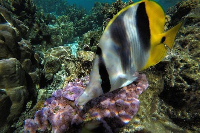 1/2 day Tahaa coral garden - departure Raiatea / ideal for cruise passengers - The Sum Up: A Solid Choice for Short-Stay Explorers