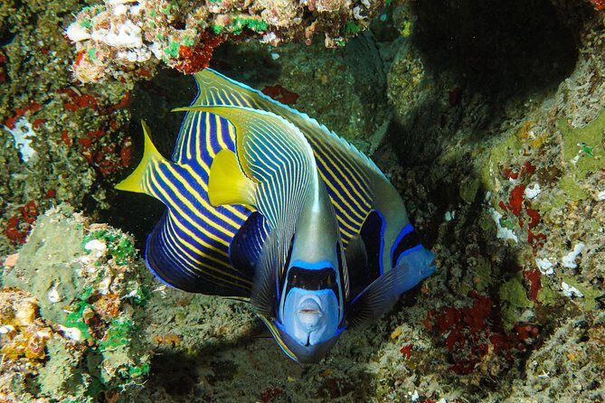 1/2 day Tahaa coral garden - departure Raiatea / ideal for cruise passengers - Frequently Asked Questions
