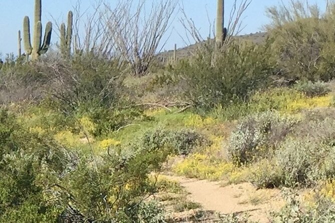 1-2 Hour Sonoran Desert Private Guided Hiking Tour - Key Points
