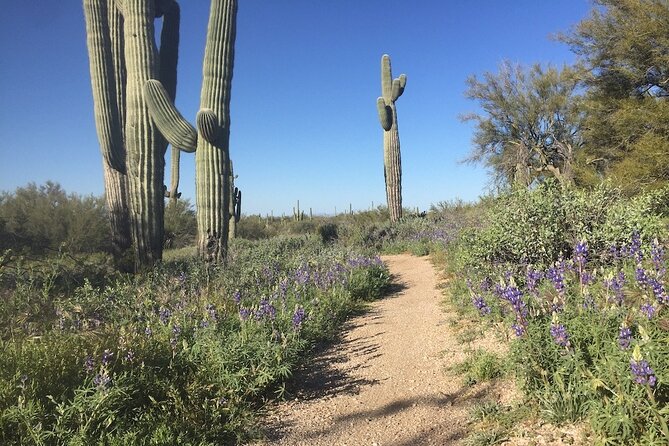 1-2 Hour Sonoran Desert Private Guided Hiking Tour - Tour Inclusions