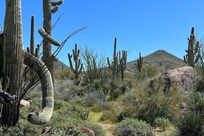 1-2 Hour Sonoran Desert Private Guided Hiking Tour - Customer Feedback and Reviews