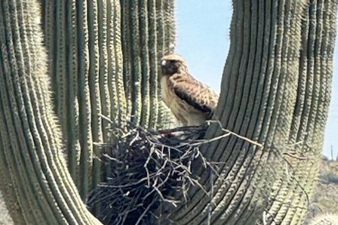 1-2 Hour Sonoran Desert Private Guided Hiking Tour - Scenic Highlights of the Sonoran Desert