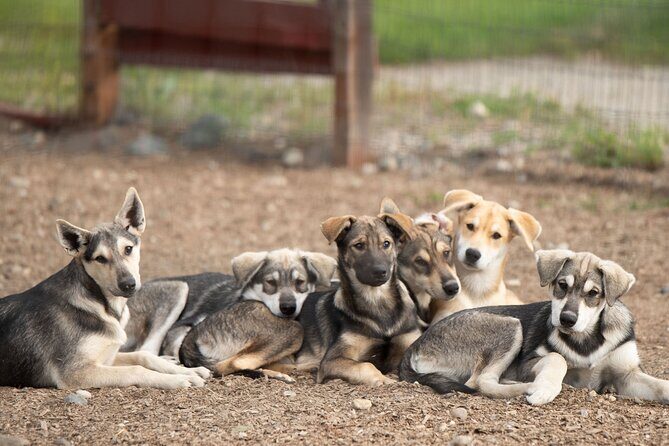 1.5-Hour Beer and Puppies Guided Experience in Fairbanks - Who Will Love This Tour