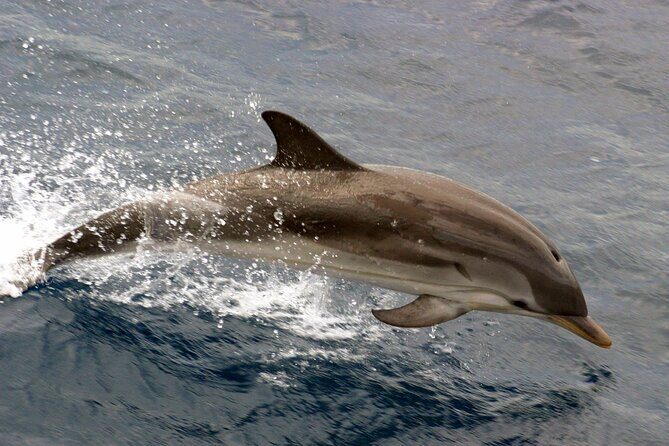 1.5-Hour Charleston Harbor Cruise with Live Narration - A Close Look at the Charleston Harbor Cruise Experience