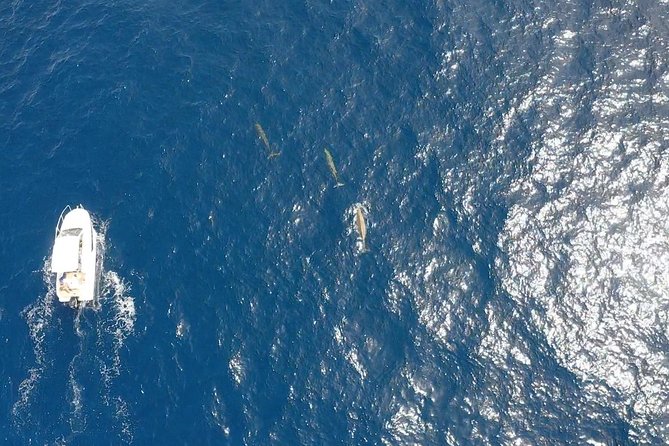 1.5-Hour Dolphin and Whale Watching Tour - FAQ