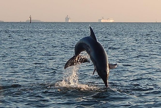 1.5-hour Dolphin Sightseeing Cruise from Tampa - Who Should Consider This Tour?