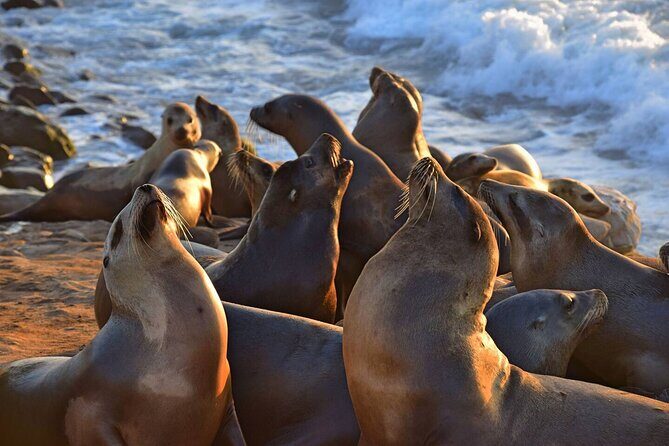 1.5 Hour Walking Tour from La Jolla in San Diego - The Value Proposition