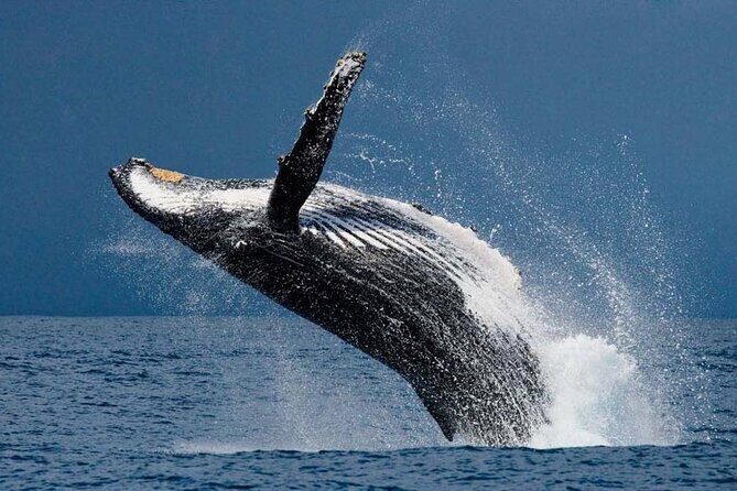 1.5 Hour Whale Watching Cruise With Transportation - In-Depth Look at the Experience
