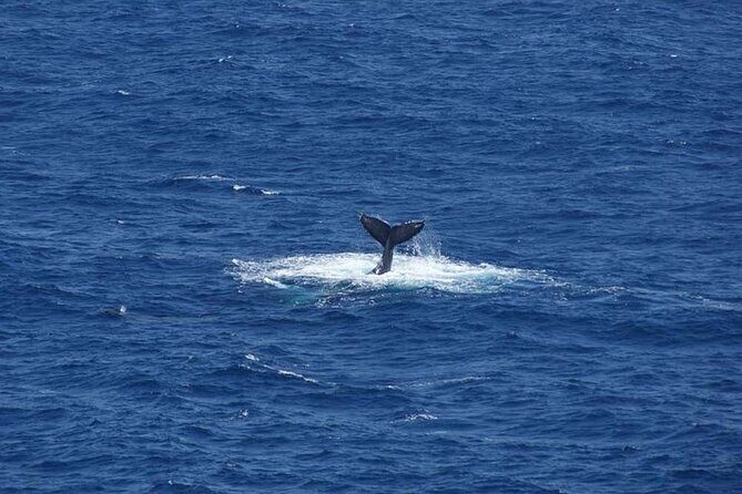 1.5 Hour Whale Watching Cruise With Transportation - In The Sum Up