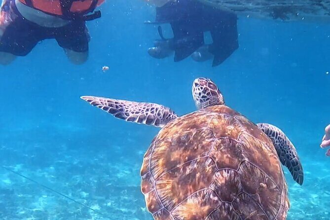 1.5 hours Snorkeling at Tulum's paradise reef - A Deep Dive into the Snorkeling Experience