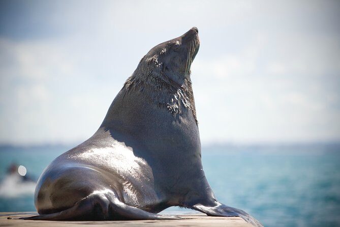 1.5hour Scenic and Wildlife luxury cruise - FAQs