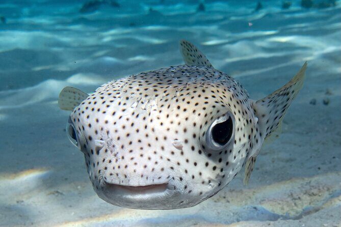 1 Afternoon Dive for Certified Divers in Bora Bora - Who Should Consider This Tour?