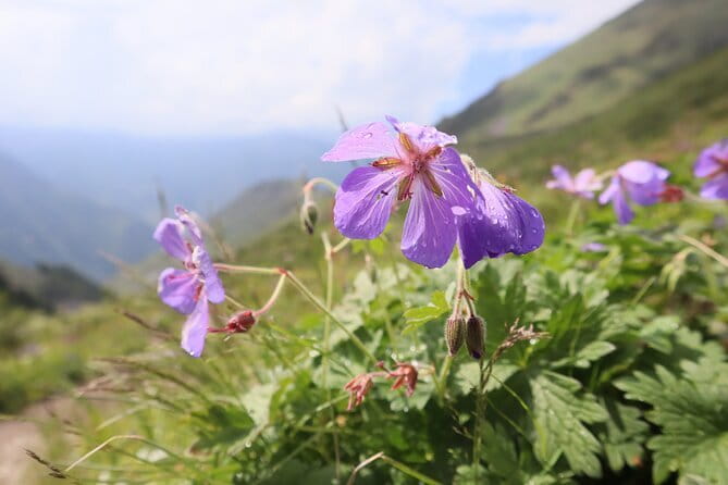 1 day Ala-Archa gorge tour - Key Points