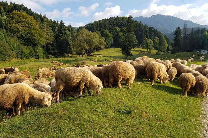 1-Day Bucovina Painted Monasteries Tour From Suceava - English - Booking Process and Customer Support