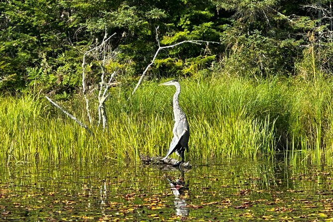 1 Day Canoeing Tour in Algonquin Park - Final Thoughts