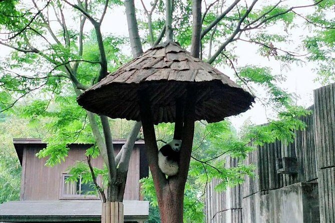 1-Day Chengdu Layover Tour: Panda Base, city central with Round Airport Transfer - Is It Worth the Price? Analyzing the Value