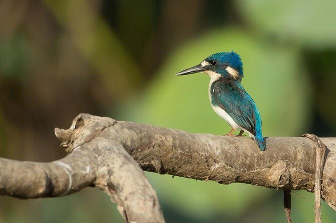 1 Day Corroboree Billabong Wetland Experience including 2.5 hour cruise + lunch - Introduction