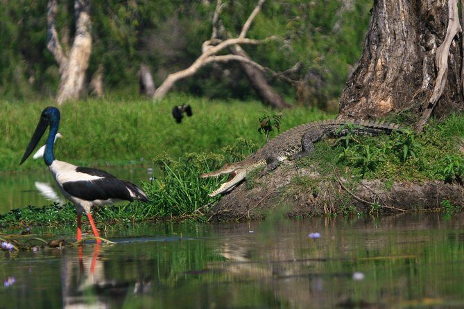 1 Day Corroboree Billabong Wetland Experience including 2.5 hour cruise + lunch - Who Will Love This Tour?