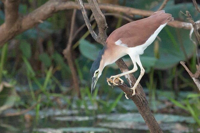 1 Day Corroboree Billabong Wetland Experience including 2.5 hour cruise + lunch - Final Thoughts