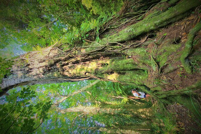 1-Day Cruise in Queen Charlotte Track & Kupes Trail Walk - What Sets This Tour Apart