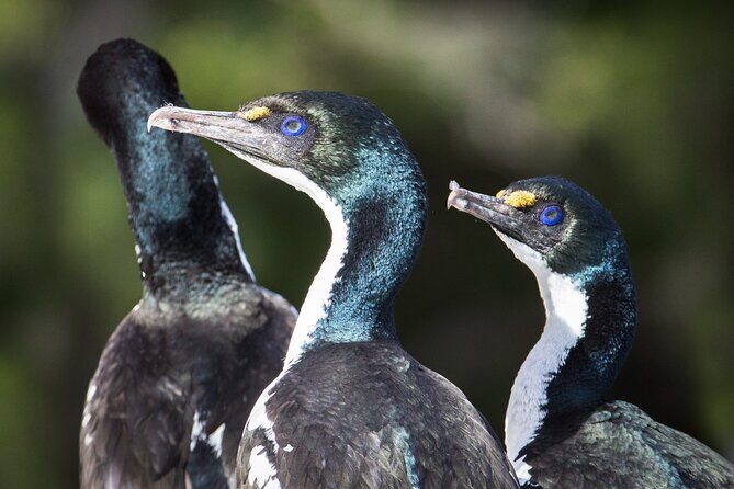1-Day Cruise in Queen Charlotte Track & Kupes Trail Walk - FAQ