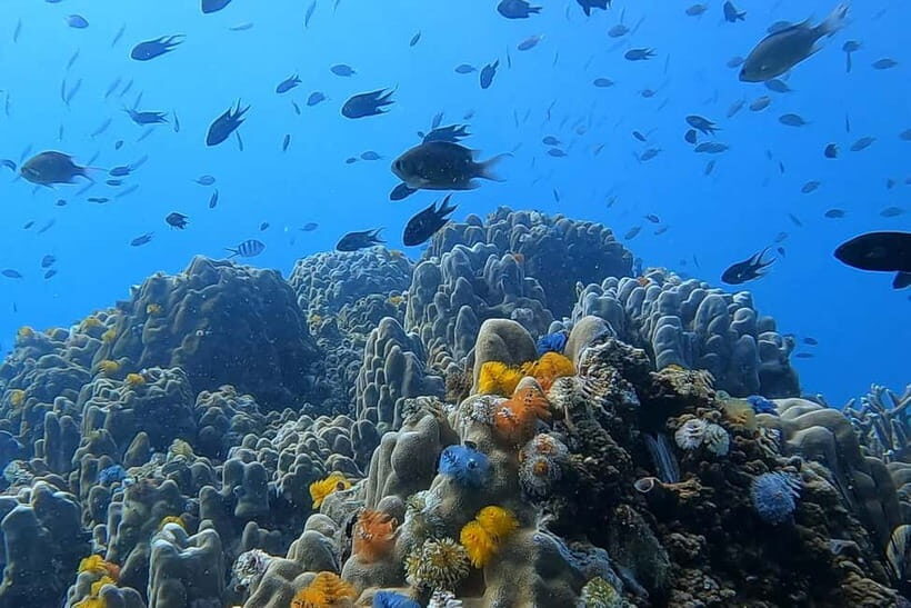 1-Day Discover Scuba Diving for Beginners in Koh Tao - The Itinerary Breakdown