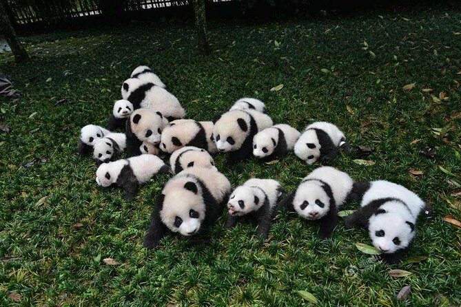 1-Day Dujiangyan Panda Base Volunteer Program Tour from Chengdu - Who Should Consider This Tour?