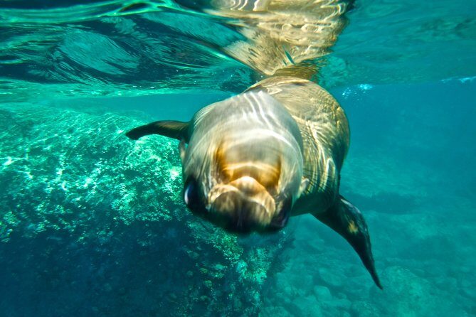 1 Day Espiritu Santo Island Wonders, Sea Lions and Paddleboard Adventure - The Itinerary: What to Expect on This Full Day Adventure