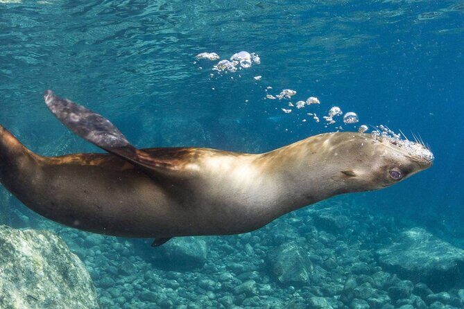 1 Day Espiritu Santo Island Wonders, Sea Lions and Paddleboard Adventure - FAQ