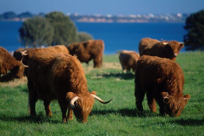 1 Day Exclusively Private Tour Of Phillip Island & The Penguin Parade - Additional Wildlife & Nature Attractions