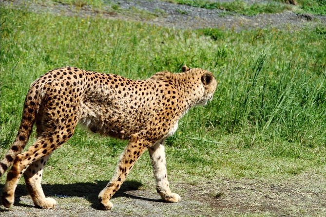 1 Day Family Fun at Fuji Private Tour - Common Questions