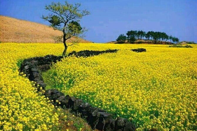 1 Day Free schedule Tour a lot of experince driver in jeju island - Why This Tour Offers Good Value