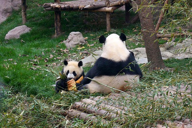 1 day Giant Panda & Leshan Buddha Private Tour - Transportation and Logistics
