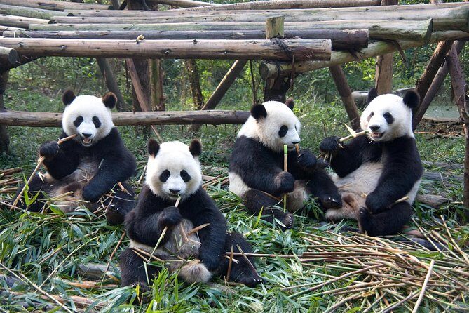1 day Giant Panda & Leshan Buddha Private Tour - FAQs