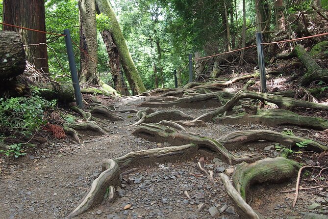 1 Day Hiking Tour in the Mountains of Kyoto - Guide Expertise and Qualifications